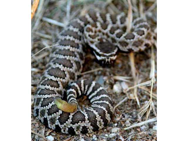 Photo of rattlesnake bite in dog >> baby diamondback rattlesnake for sale