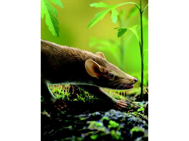 125-million-year-old cretaceous ‘furball’ is oldest known mammal